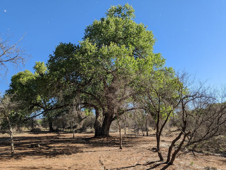 Riverwalk Site #7 - Cottonwood, AZ