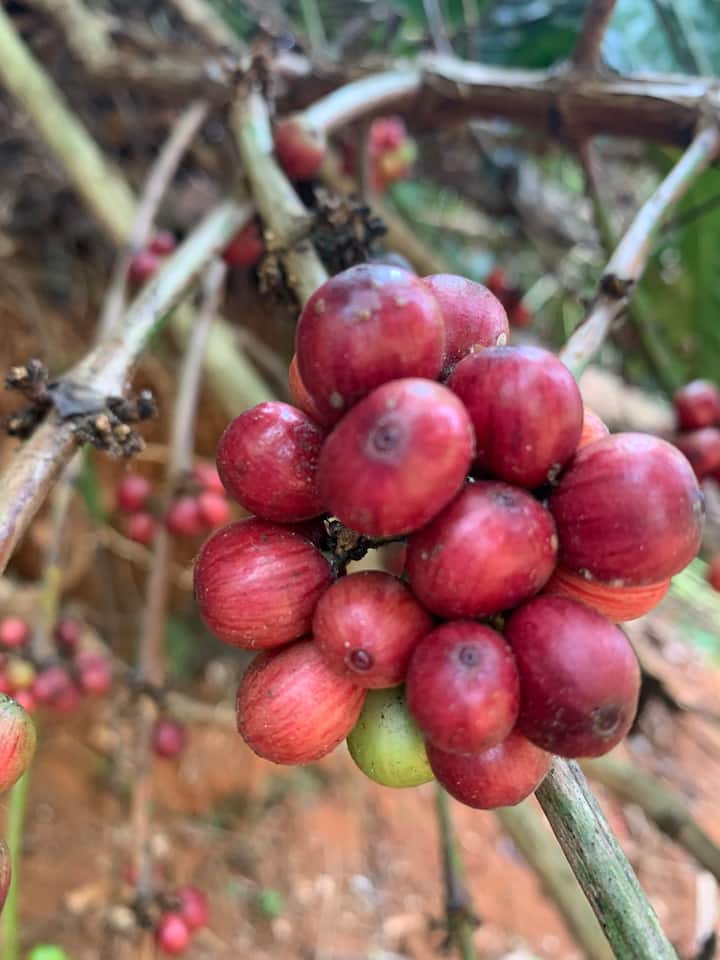 Coffee Farm Experience - Lares