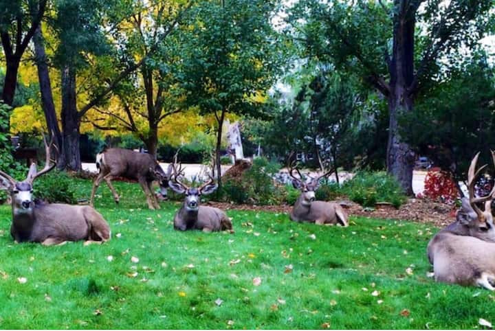 Wildlife Inn - Colorado Springs, CO