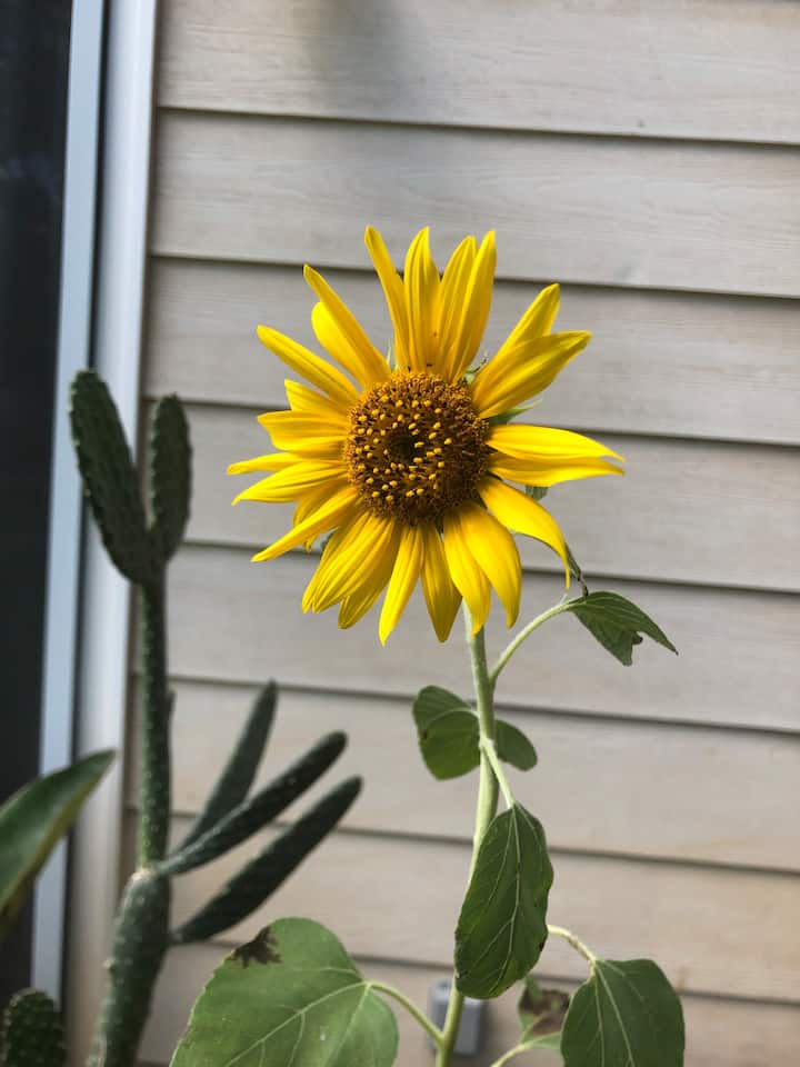 Sunflower Suite - Maui, HI
