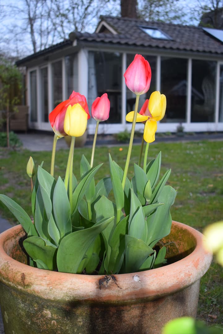 Guest House With Free Parking - Alkmaar