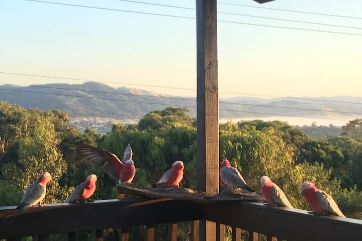 Buena Vista : Awesome Views - Apollo Bay
