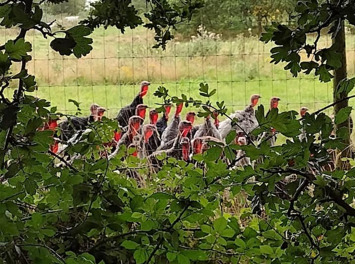 King Room Ideal For East Suffolk Contractors Lch - Saxmundham