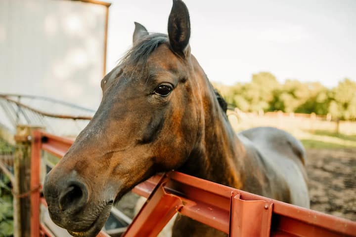 Private Room With Shared Bath On Beautiful Farm - Mount Zion, IL