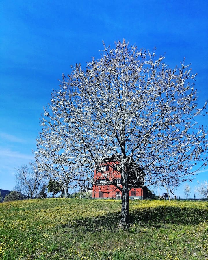 Stanza Tarassaco In B&b La Casa Rossa Di Alice - Bobbio