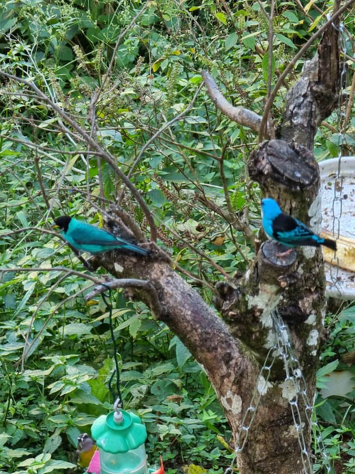 Chalé Cavalo Marinho Perto Do Mar - Ilhabela
