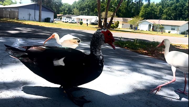 Lakeside Retreat - 3br, 2bath - Lakeland, FL