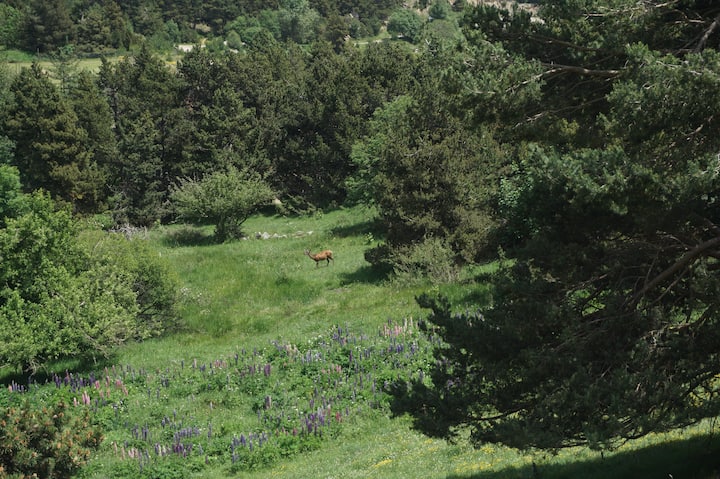 F3 "Vue D'en Haut" Vue Forêt,montagne - Mont-Louis