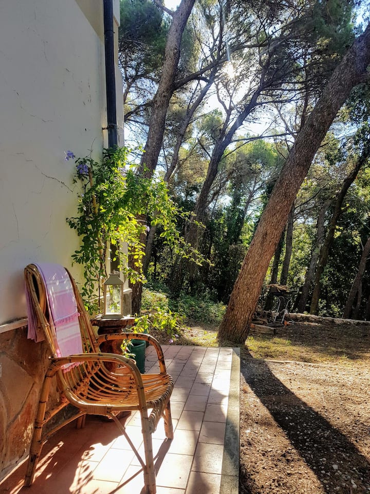 The House In The Pine Tree Forest - Livorno