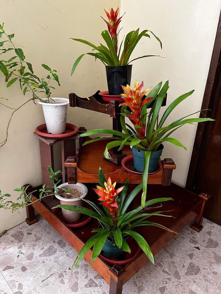 Madam Rur…in The Heart Of Koror - Palau