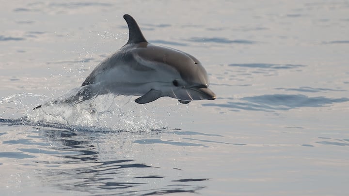 Croisière Naturaliste - Propriano