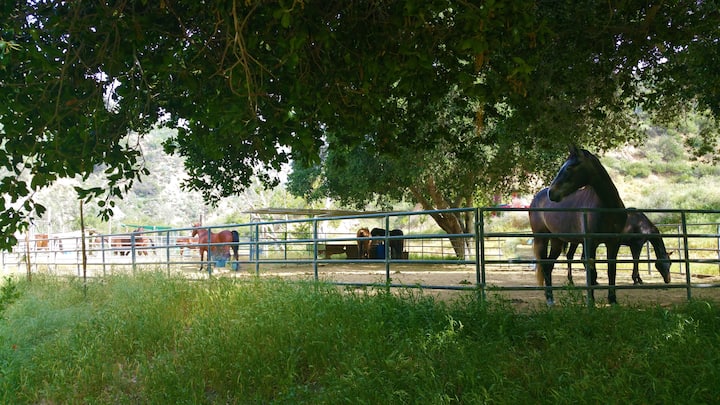 200 Person Event Huge Ranch Cottage Sleep5 Camp200 - Magic Mountain, CA