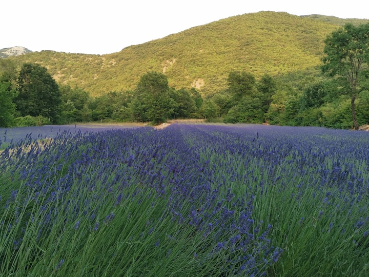 Lavender Fields In Aurunci Special Price June July - Esperia