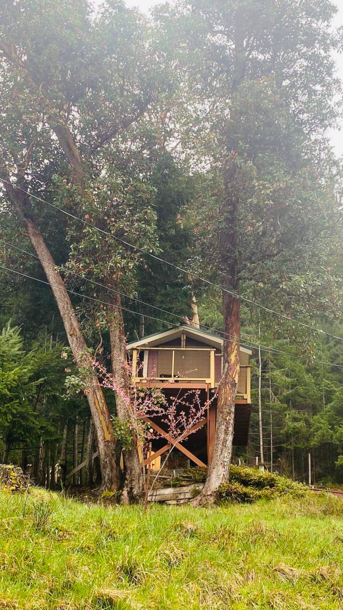 British Columbia Treehouse Vacation Rentals - Canada | Airbnb