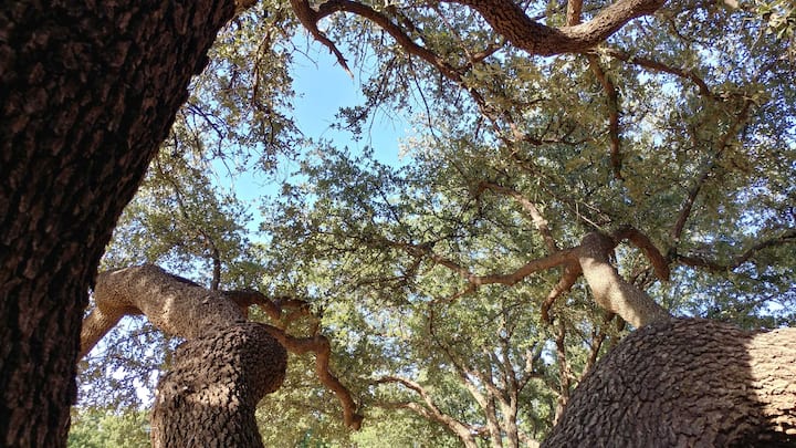 Rustling Oaks - Lubbock