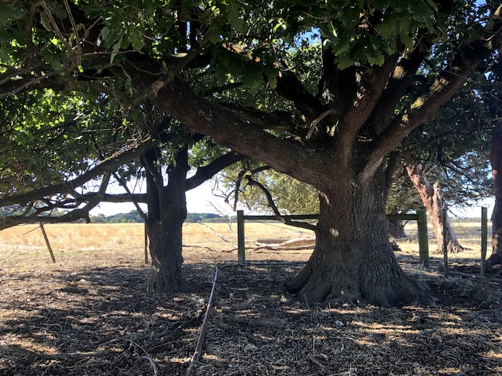 Wongalea - The Oak And Poplar - Hamilton