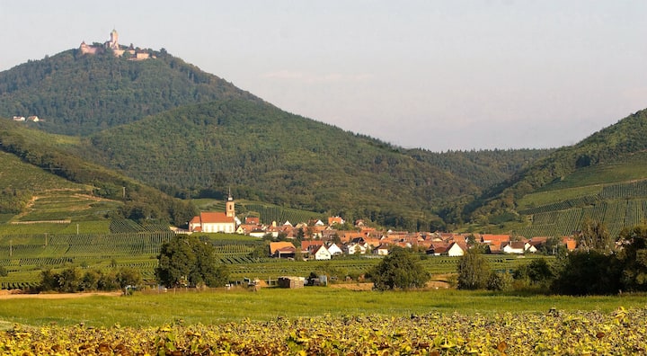 Centre Alsace Entre Vignes Et Forêts Gîte Clémence - Kintzheim