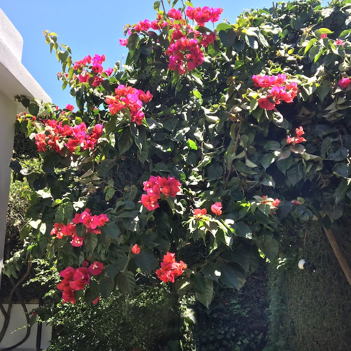 Close To Beach In Montevideo, Cozy, Green Patio - Montevidéu