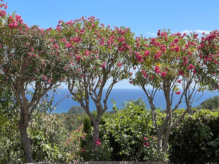 Villa Lolita  Apt Rez-de-jardin Dispo Juillet - La Croix-Valmer