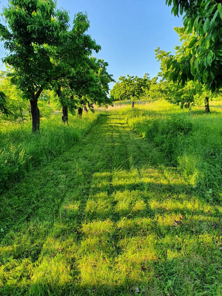 Cherry Orchard Campsite In Secluded Area. - Ploiești