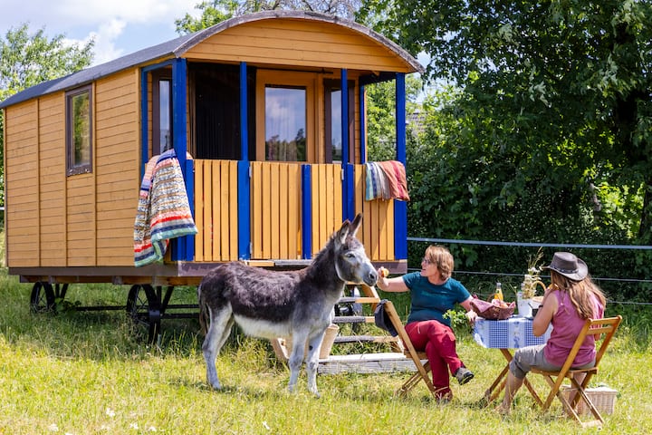 Gypsy Wagon Ambience And Long Ears - Dinkelsbühl