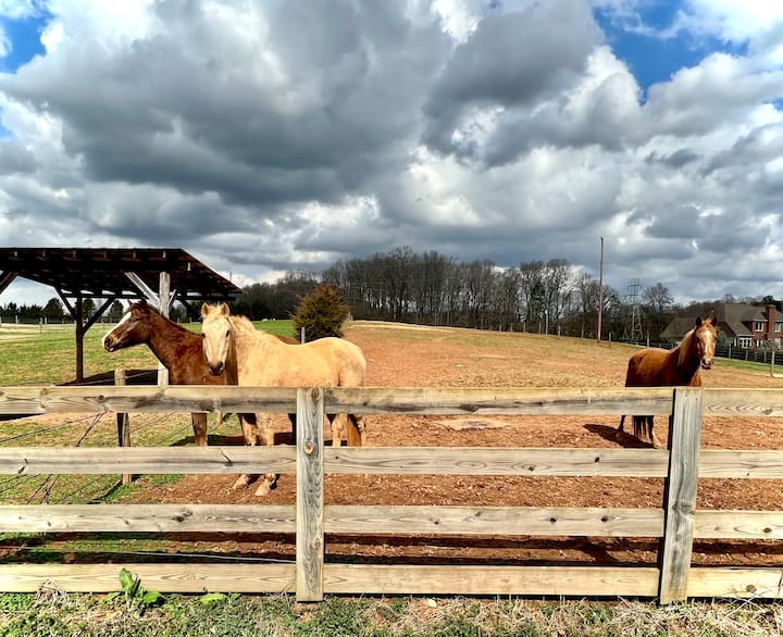 Horse Farm, Serene,  Secluded, Creekside Suite - Hillsborough, NC