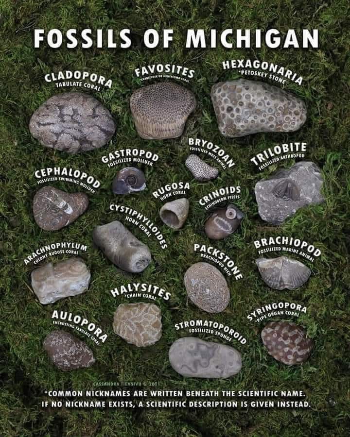 Perfectly Pink And Petite - Grand Rapids, MI