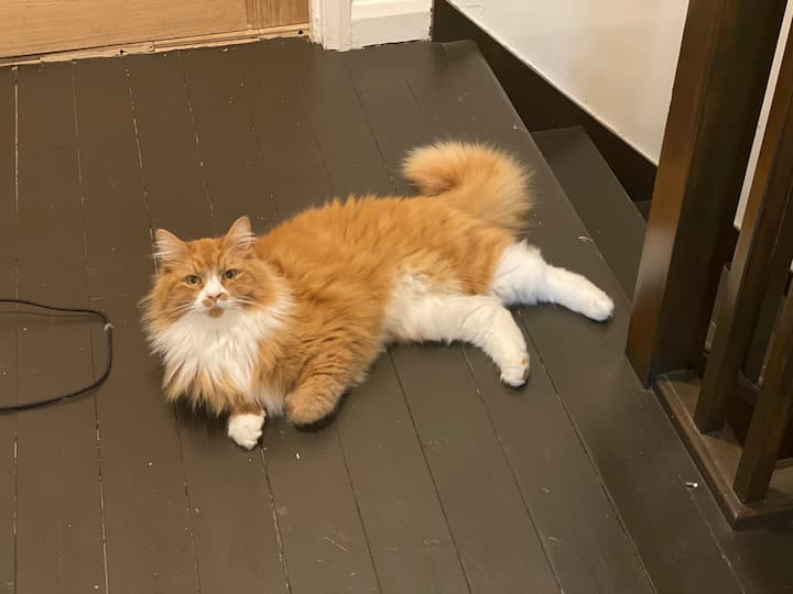 Near M4 + Free Street Parking + Ginger Cat - Swindon