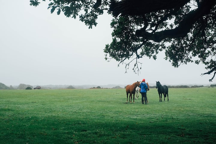 Amazing New Forest Location, Direct Forest Access - Lyndhurst