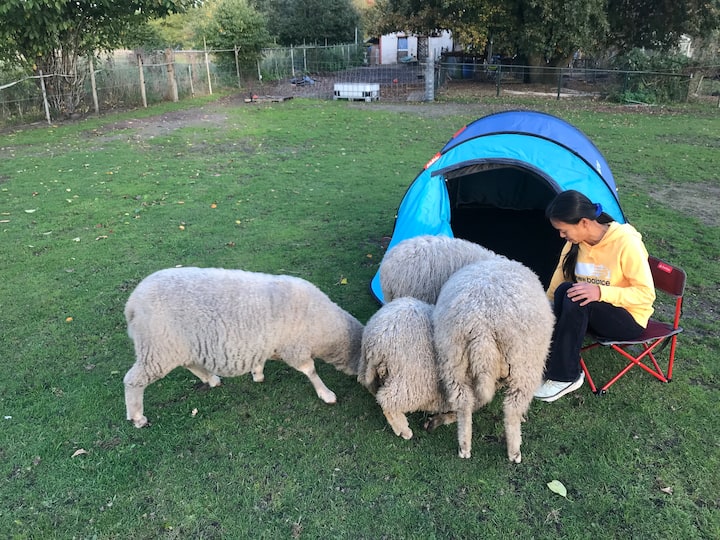 Kamperen In De Wei Met Schapen - Apeldoorn