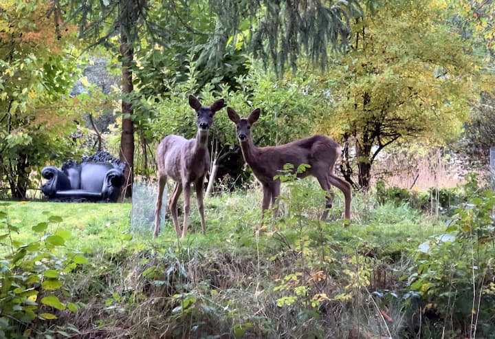 Traumhaft Gelegenes Haus, Ruhe Und Natur Pur - Simmerath