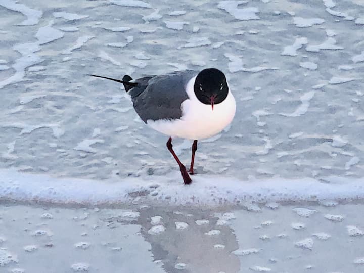 Welcome To Indian Rocks Beach! - Indian Rocks Beach, FL