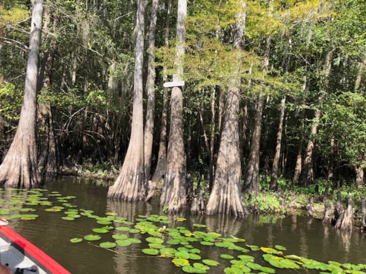 Caddo Lake - Turtle Shell Cabin - Caddo lake