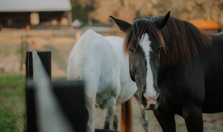 Hidden Horse Farm Close To Athens - Athens, GA