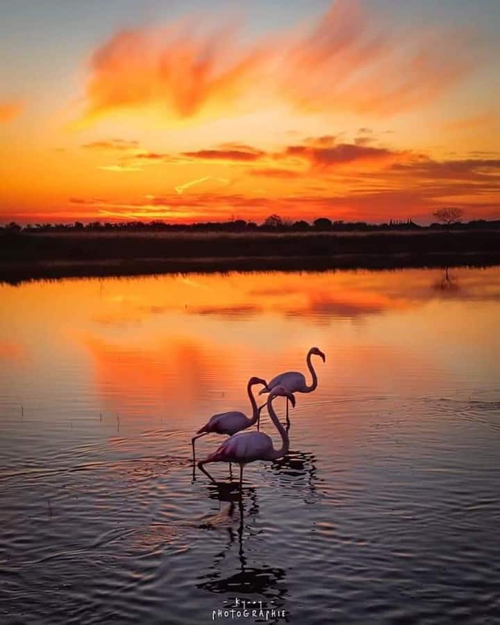 Gite T2/3  Indépendant /4 Pers/ Camargue  France - Salin de Giraud