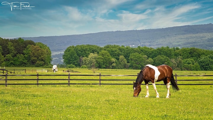 Boutique Cottage Suite On Horse Farm - Letchworth State Park, New York