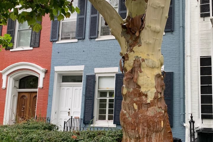 Beautiful S. Main St. Historic Row House - Geneva, NY