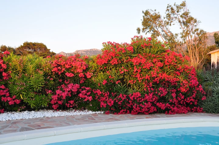Villa Tout Confort Calme Assuré - Lumio