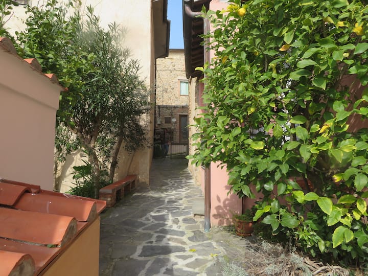 Foglie Di Fico - Camaiore