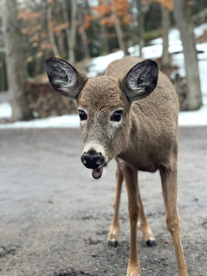 Private 2 Bedroom Suite W/ Washroom & Living Area - Huntsville