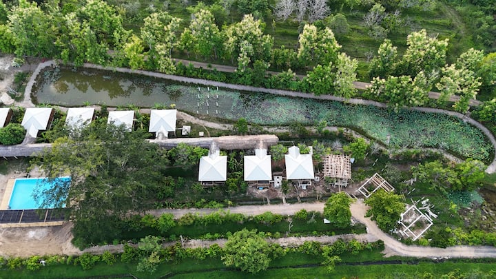 Tropical Magnolia At Spice Farm - Belize