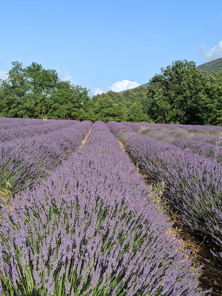 Mas Dans Les Lavandes, Au Cœur Du Luberon - Luberon