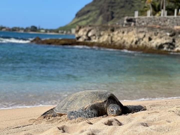 New Tropical Ohana - Million $ Gated Comm Nr Beach - Waianae, HI
