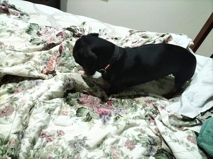 Artist's Retreat
Pet Friendly - Hervey Bay