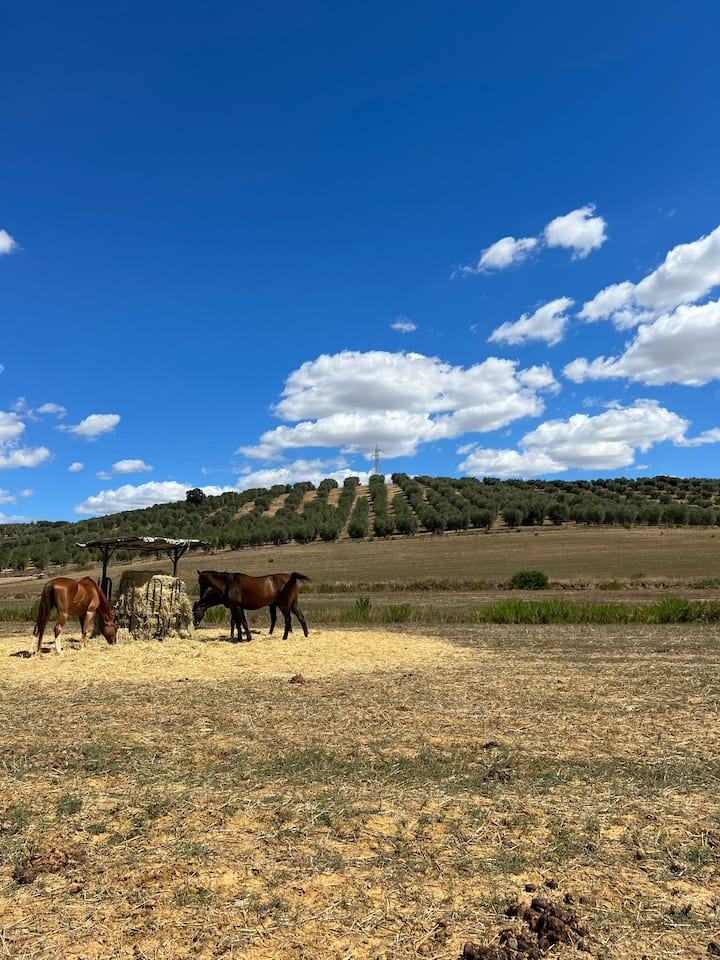 2 Appartamento La Scuderia - Marina di Grosseto