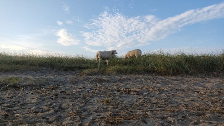 Erholung Auf Der Deichschäferei Mit Deichblick - Carolinensiel