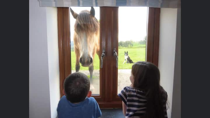 Hafod Iwrch @ Moel Yr Iwrch - Snowdonia National Park