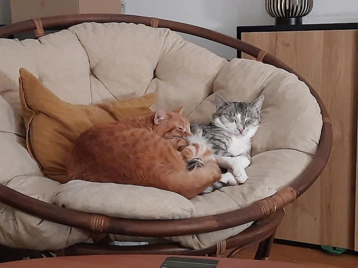 Schöne Wohnung Zur Zwischenmiete (3-6 Monate) - Leipzig