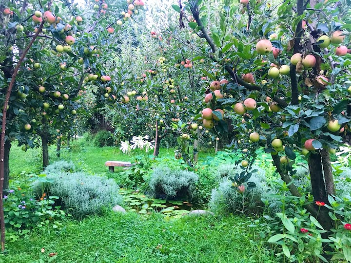 An Orchard Retreat Near Dal Lake - Śrinagar