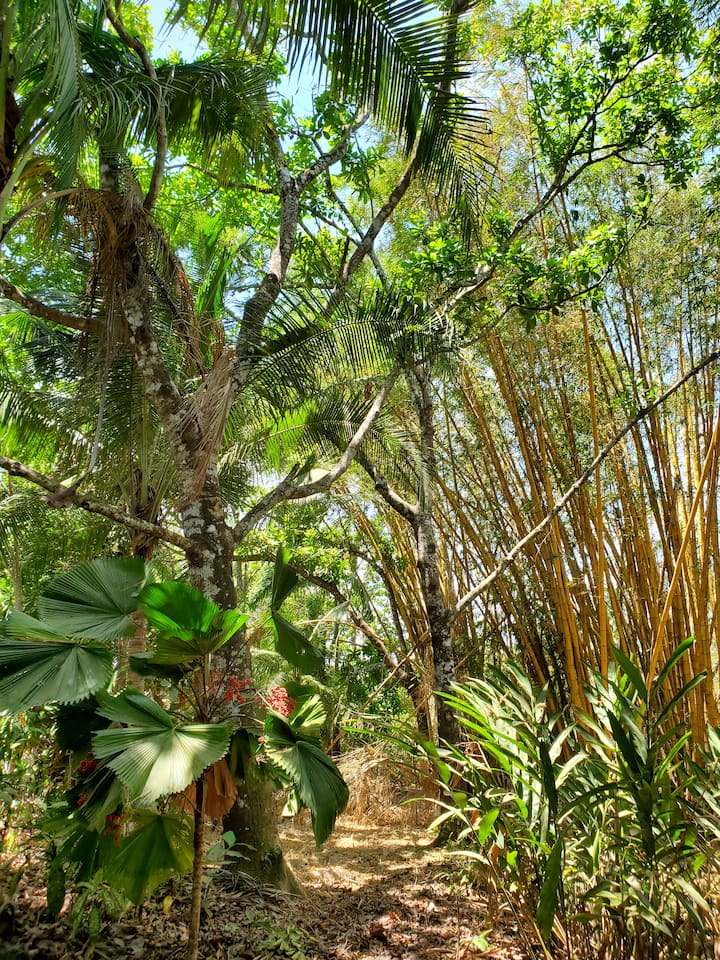 Jardin De La Bruja - Panama